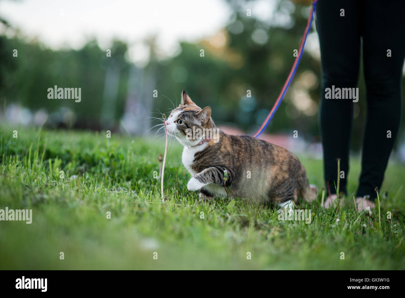 Greedy cat hi-res stock photography and images - Alamy