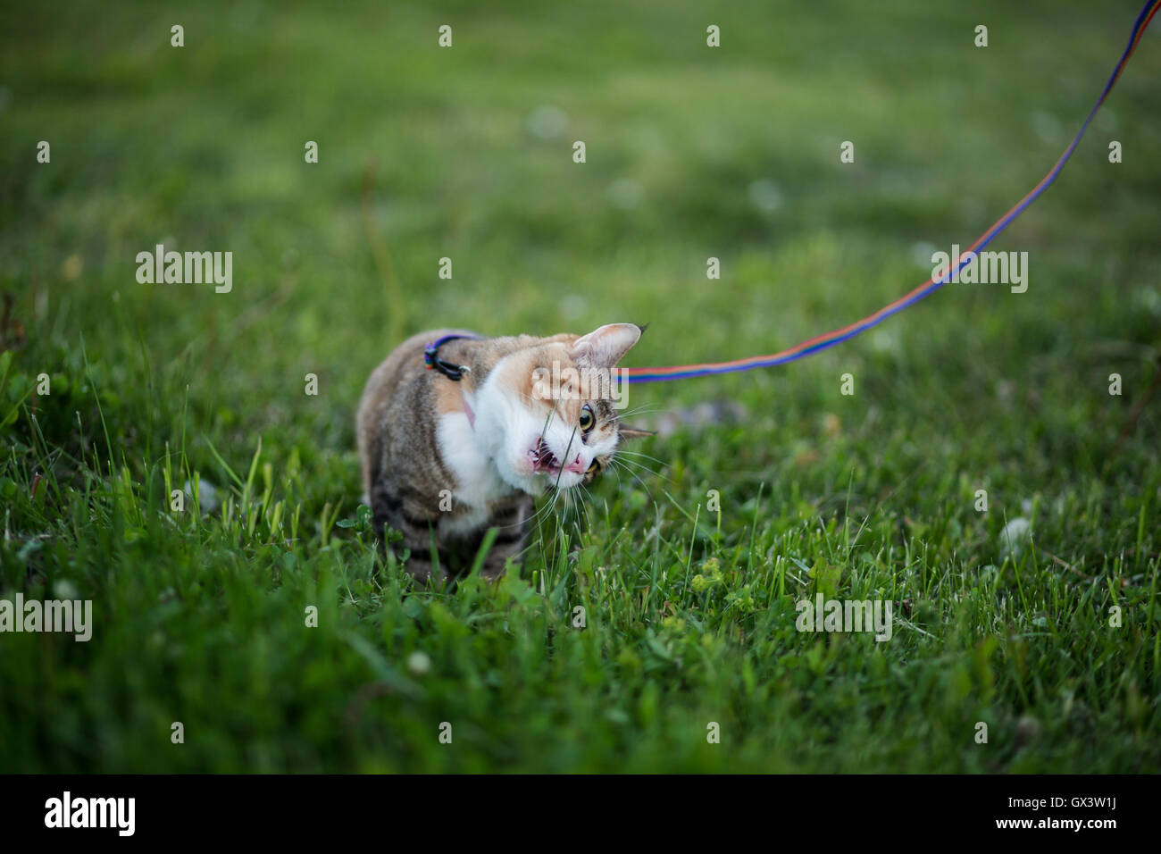Greedy cat hi-res stock photography and images - Alamy
