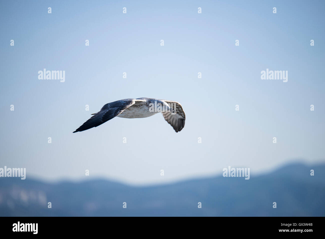 Bird flying over mountains hi-res stock photography and images - Alamy