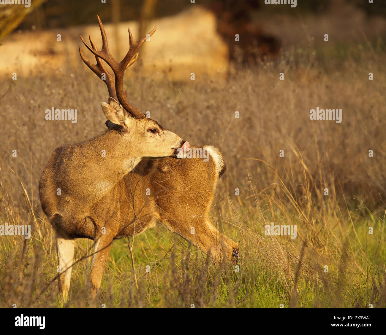 8 point buck hi-res stock photography and images - Alamy