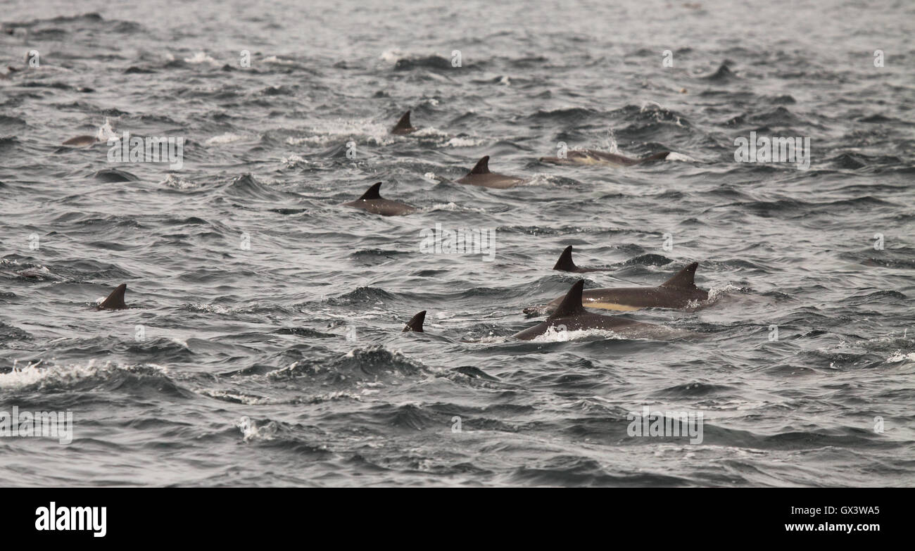 A large Dolphin pod in the Pacific Ocean Stock Photo - Alamy
