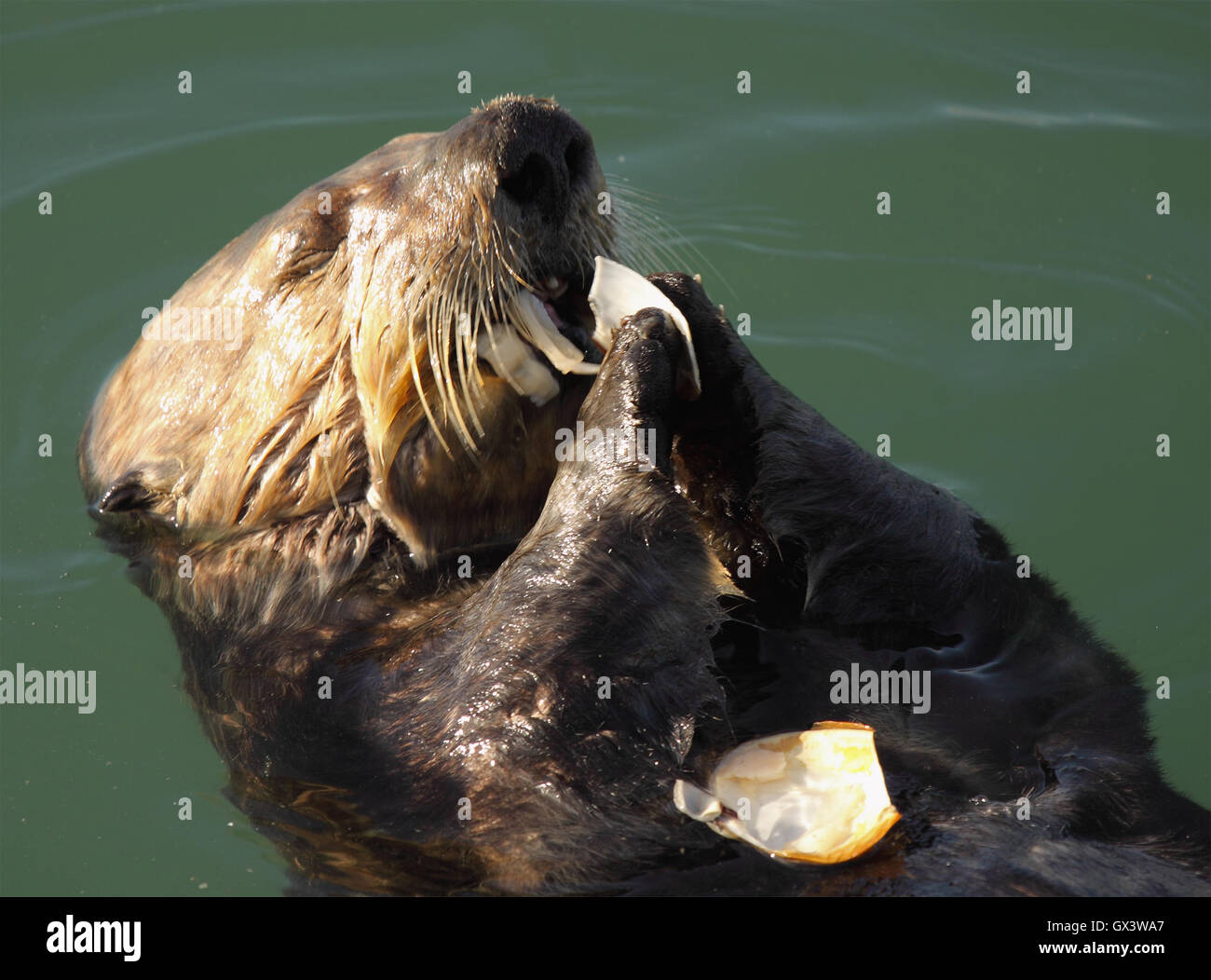 Sea otter clam hi-res stock photography and images - Alamy