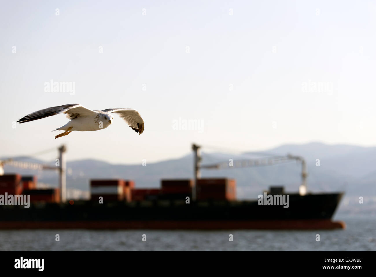 Flying seagull and a cargo ship on the frame Stock Photo - Alamy