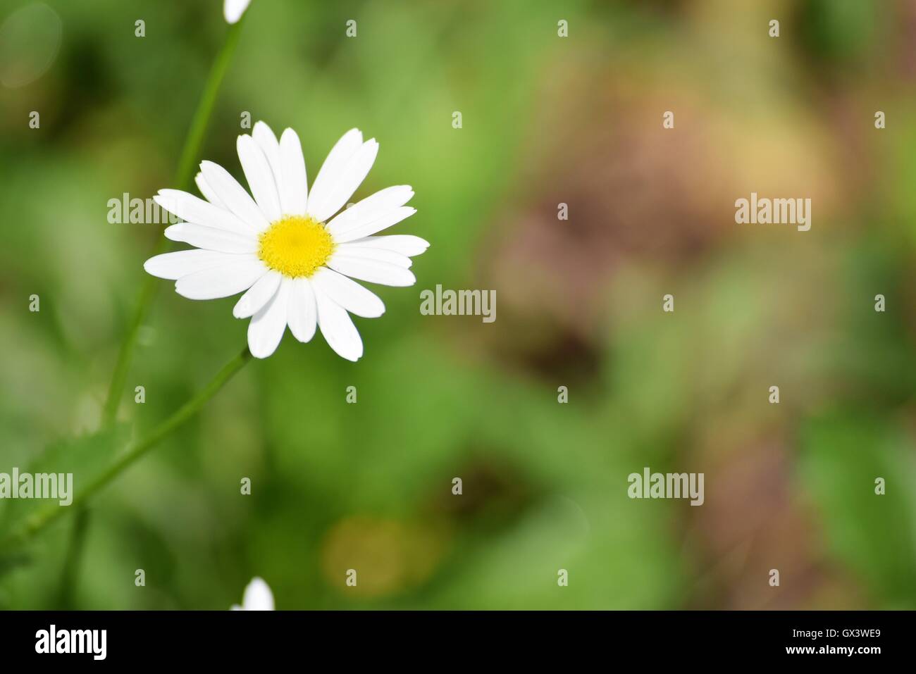 Beautiful flowers growing margins sweet river Stock Photo - Alamy