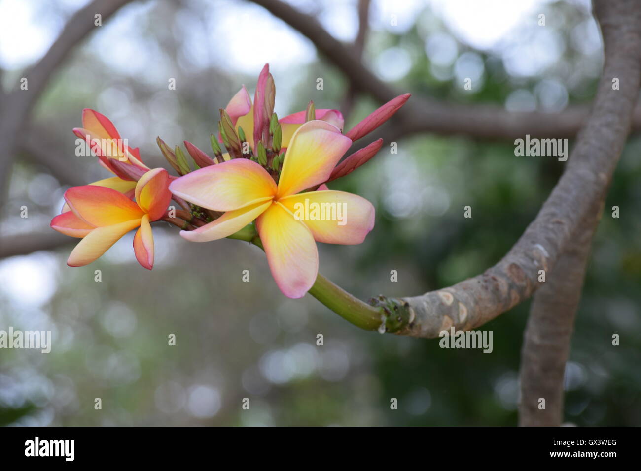 beautiful flowers growing margins sweet river Stock Photo - Alamy