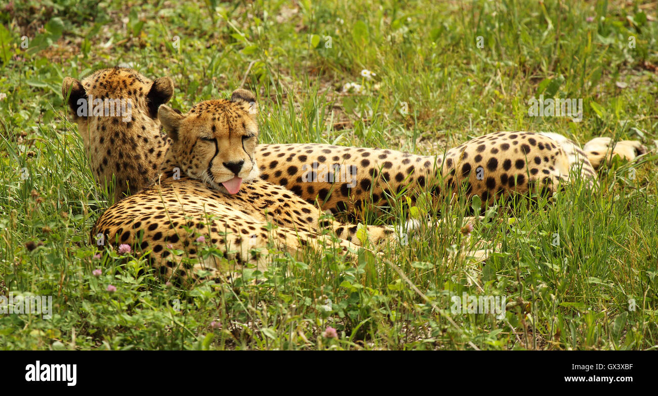 Pair Of Cheetahs High Resolution Stock Photography and Images - Alamy