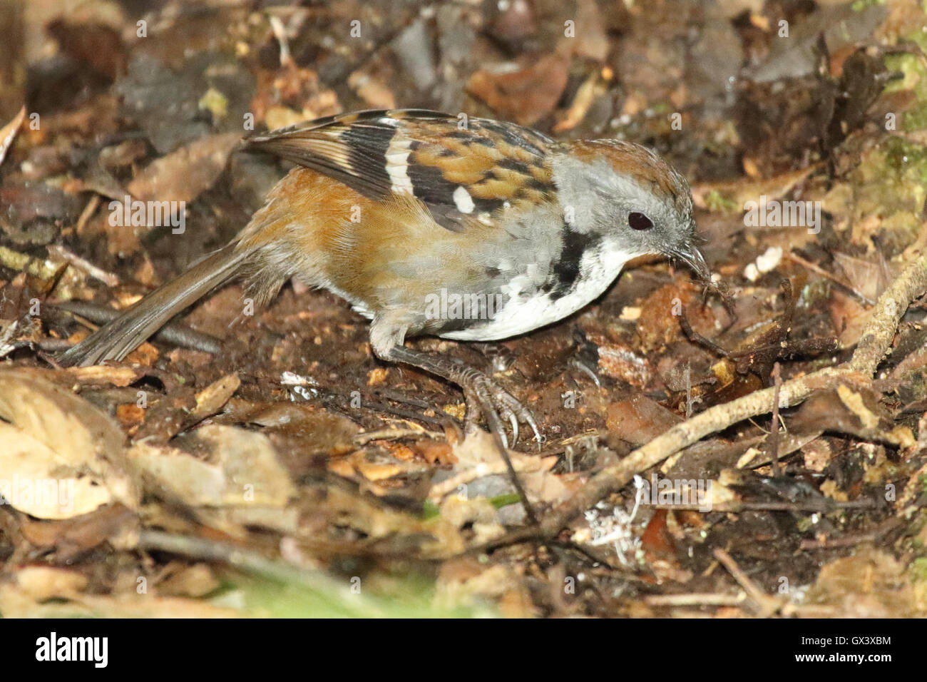 Australian logrunner hi-res stock photography and images - Alamy