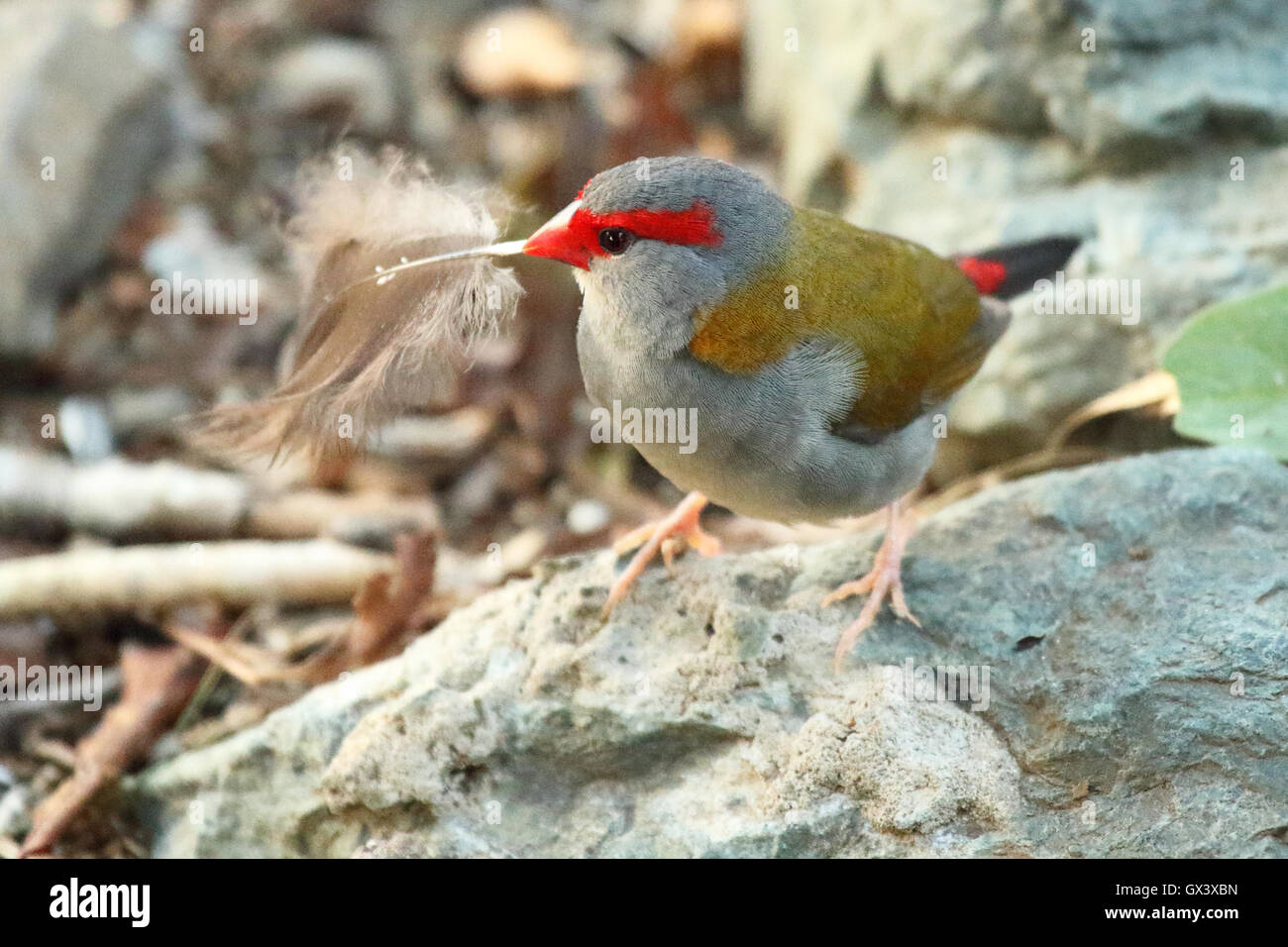 A Red-browed Firetail bringing a feather back to line its nest Stock ...