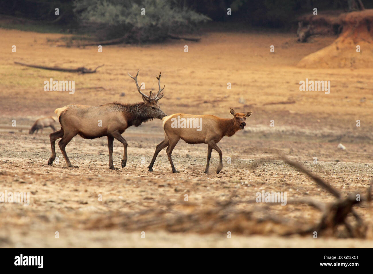 Elk mating hi-res stock photography and images - Alamy