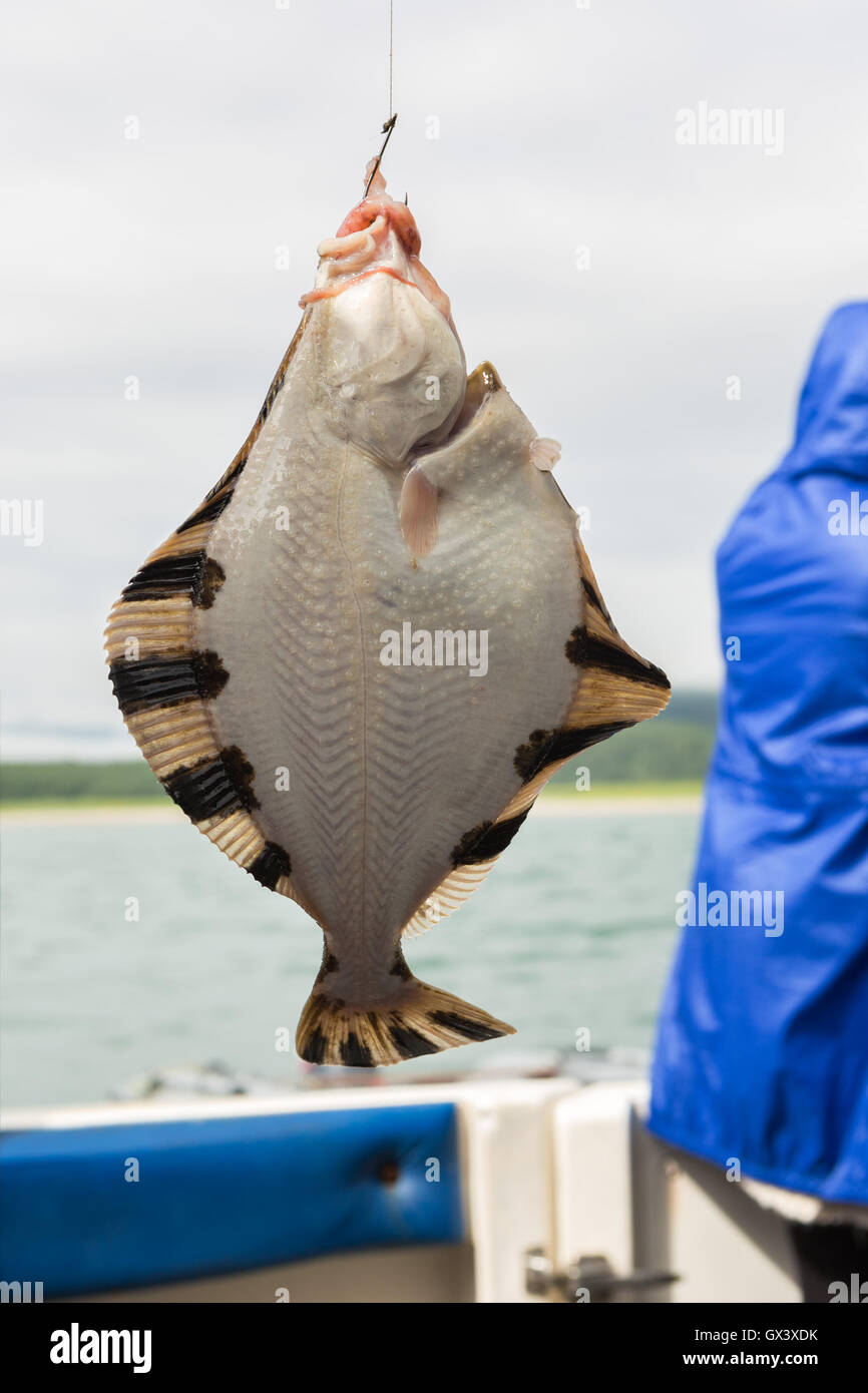 Flounder on hook. Bottom sea fishing in the Pacific near Kamchatka ...