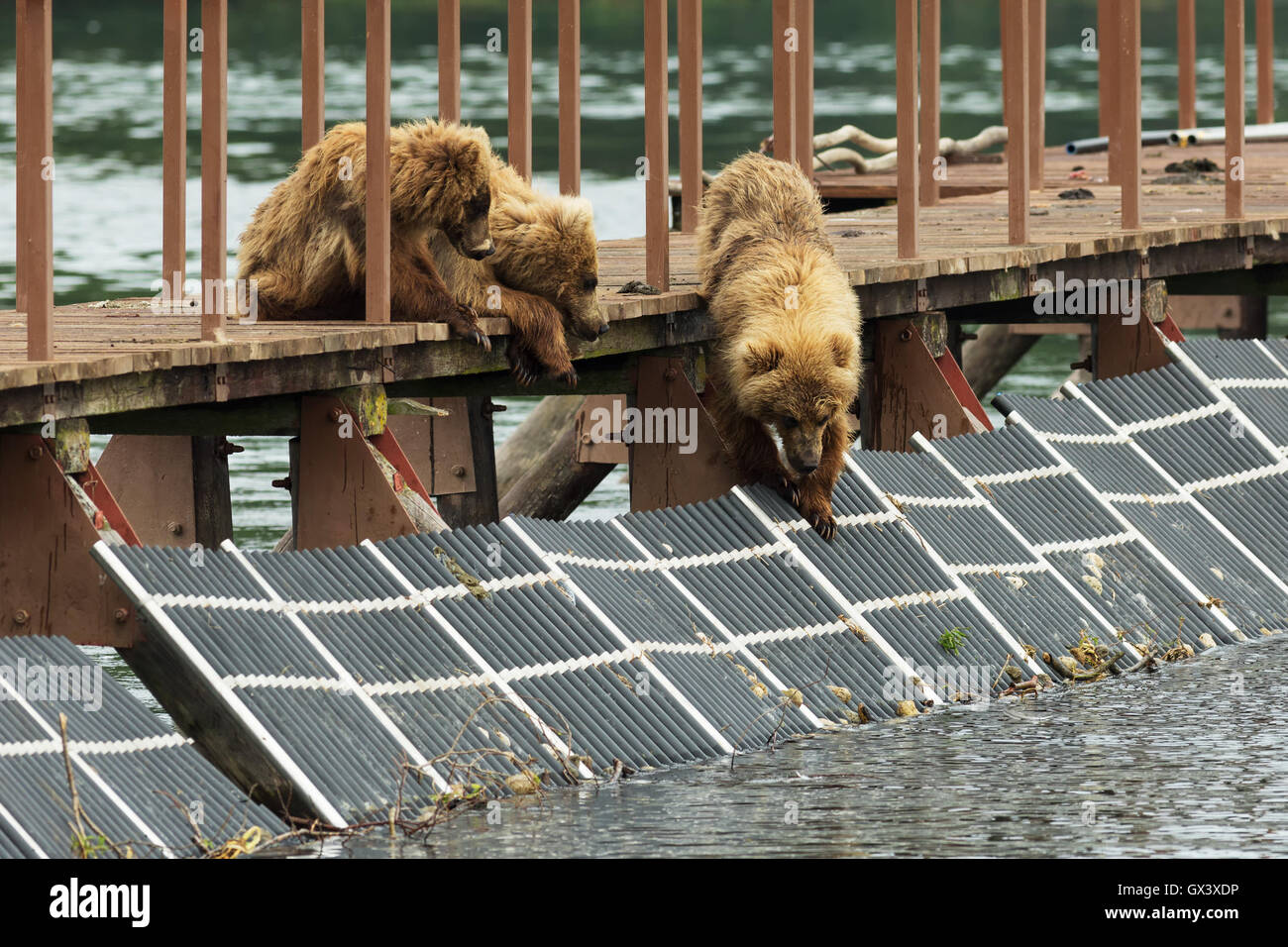 Three little brown bear cub on fence to account for fish. Kurile Lake ...