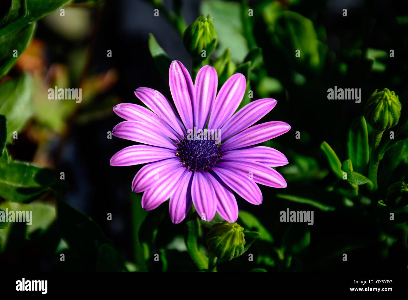 Bloom boom flower hi-res stock photography and images - Alamy