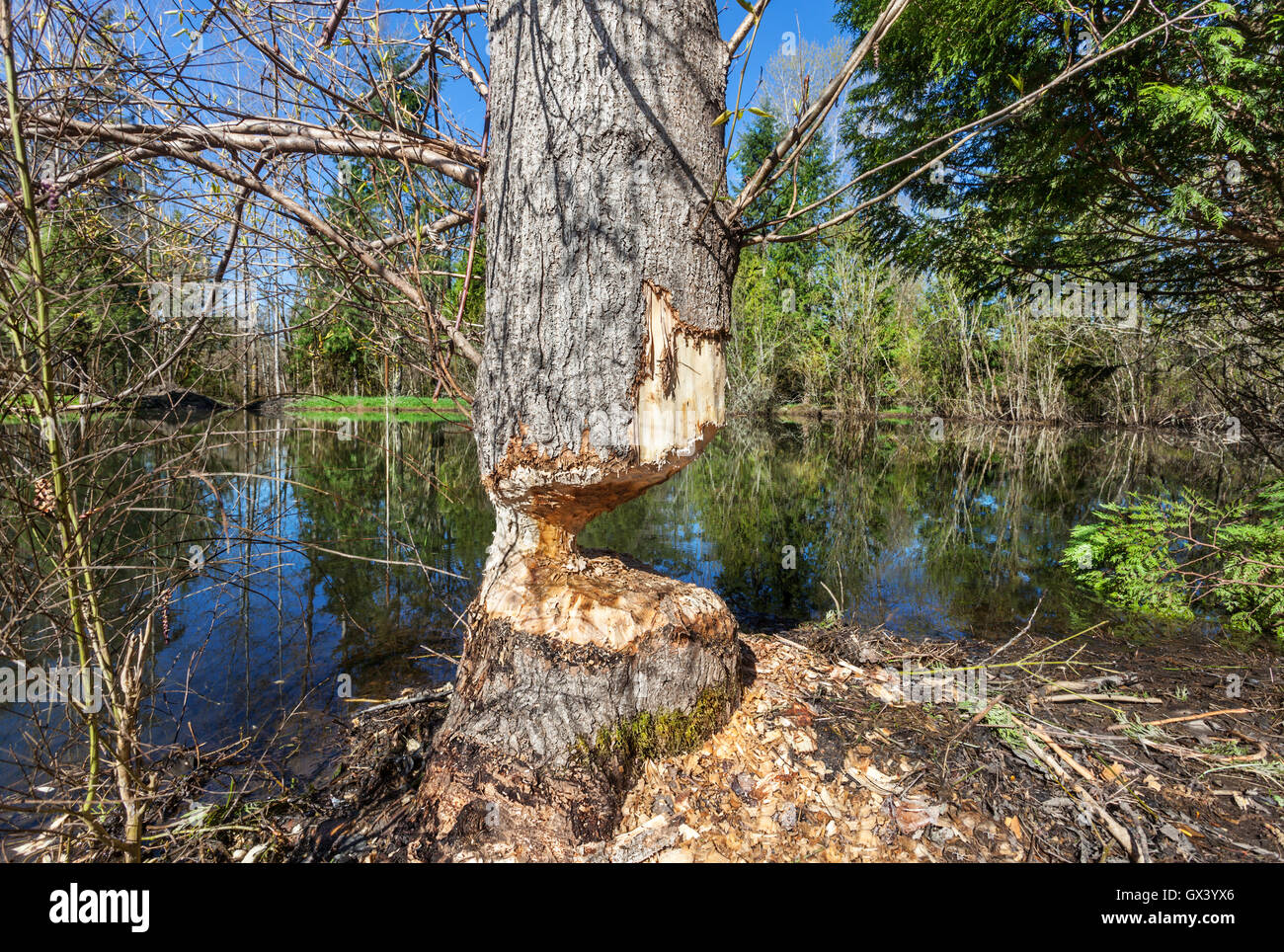 Stormwater Retention Pond High Resolution Stock Photography and Images ...