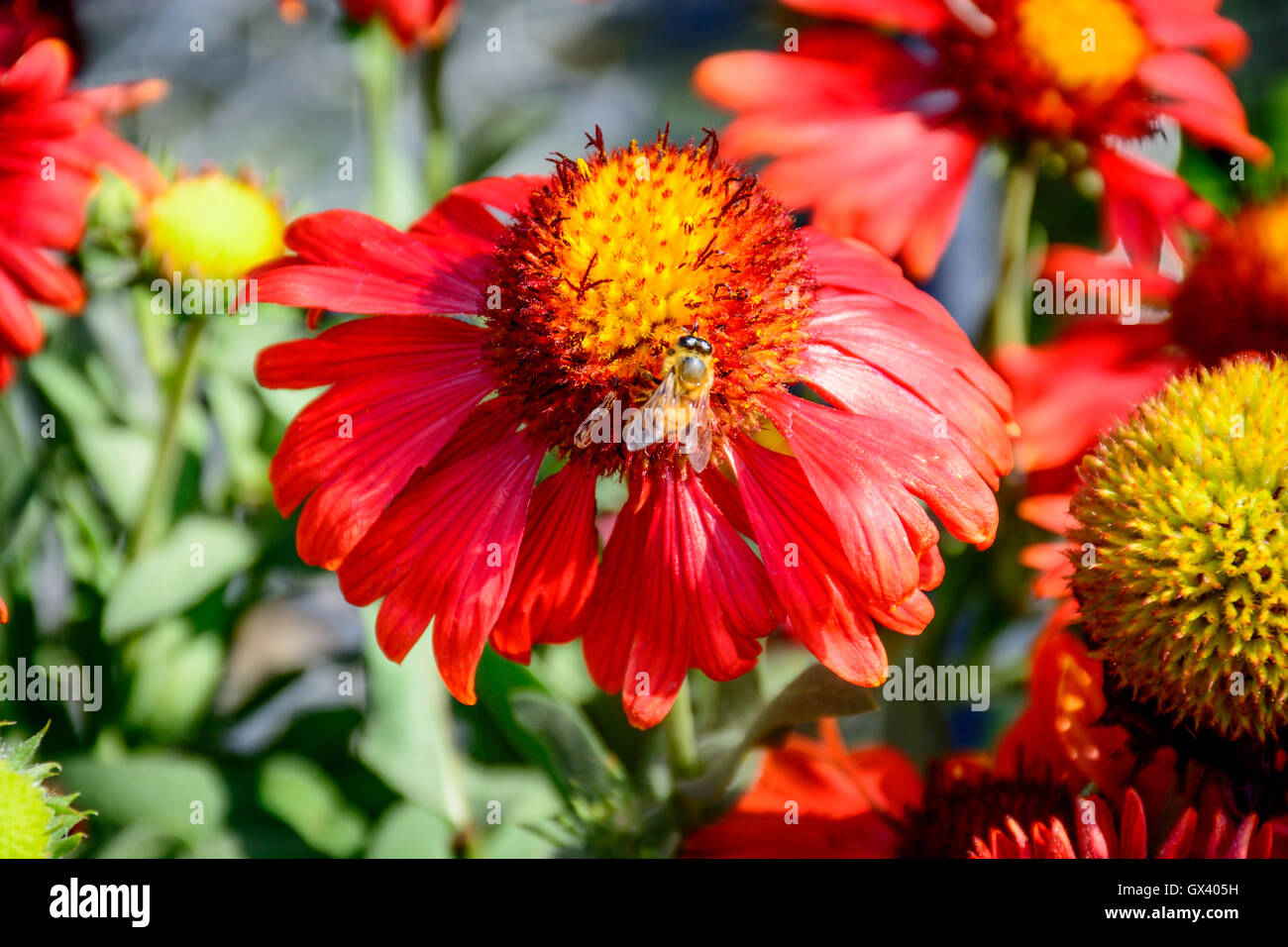 Harvest flower hi-res stock photography and images - Alamy