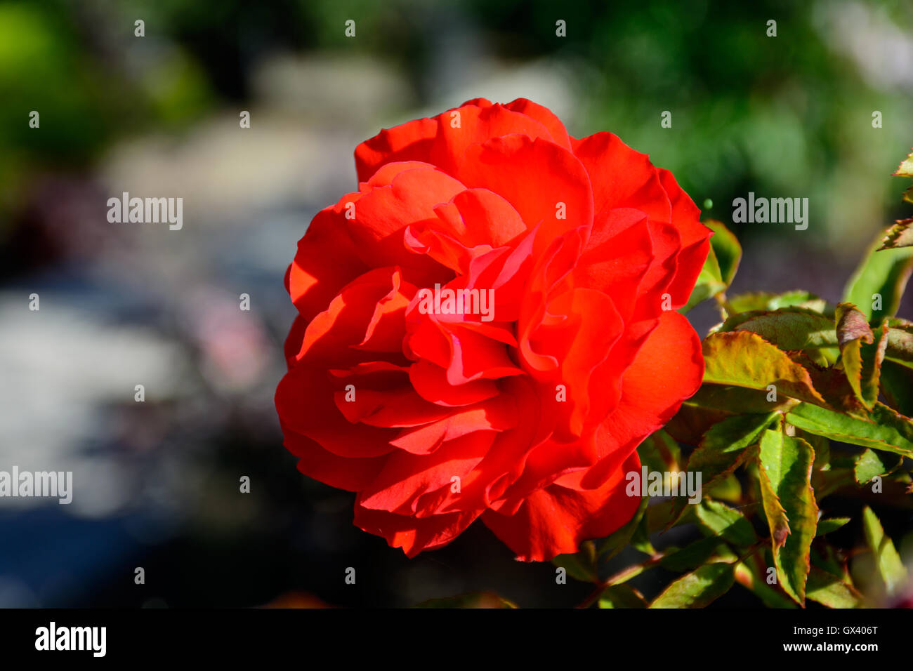 Real photo of red rose hi-res stock photography and images - Alamy