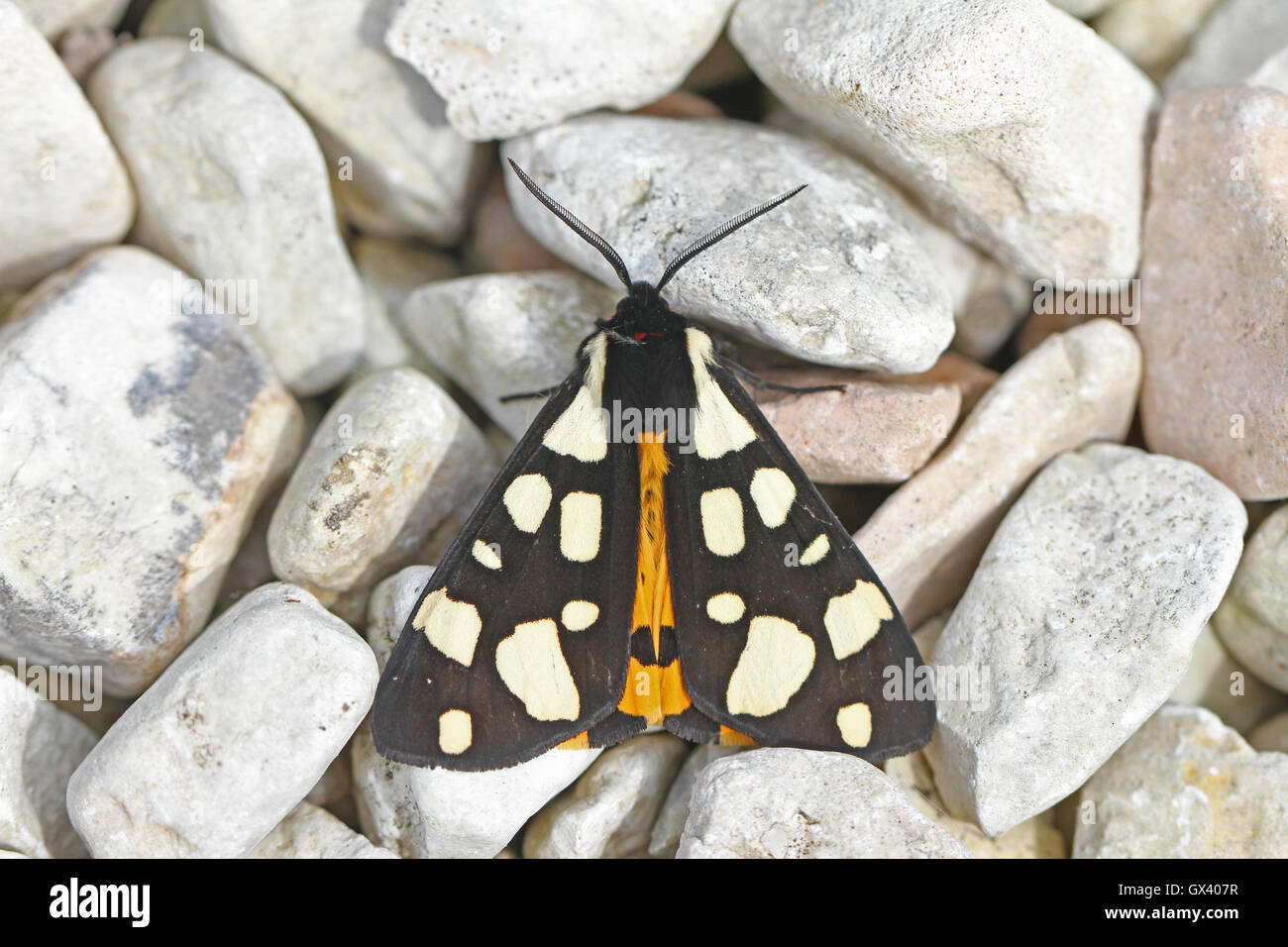 cream-spot tiger moth close to Latin name arctia villica on a pebble ...