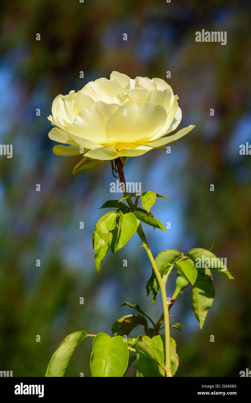 Close up photo of colorful Rose in full boom Stock Photo - Alamy