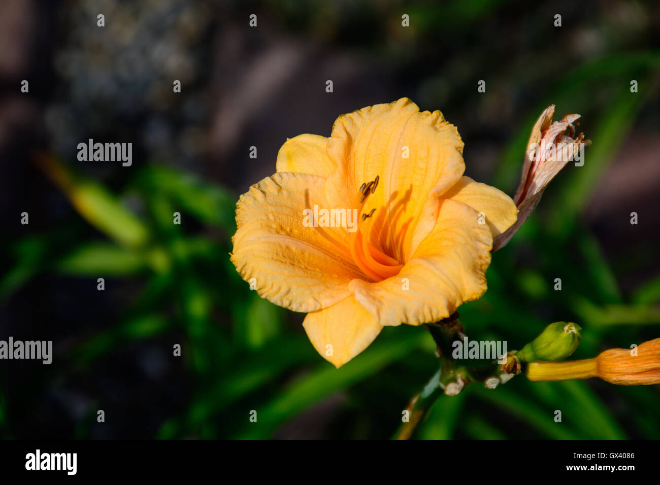 Bloom boom flower hi-res stock photography and images - Alamy