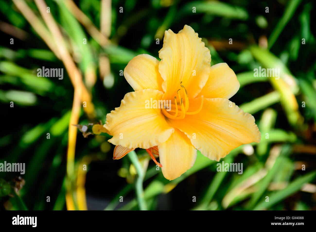 Bloom boom flower hi-res stock photography and images - Alamy