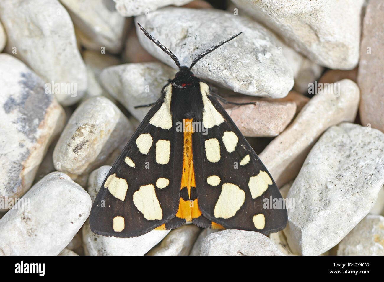 Hairy cream moth hi-res stock photography and images - Alamy