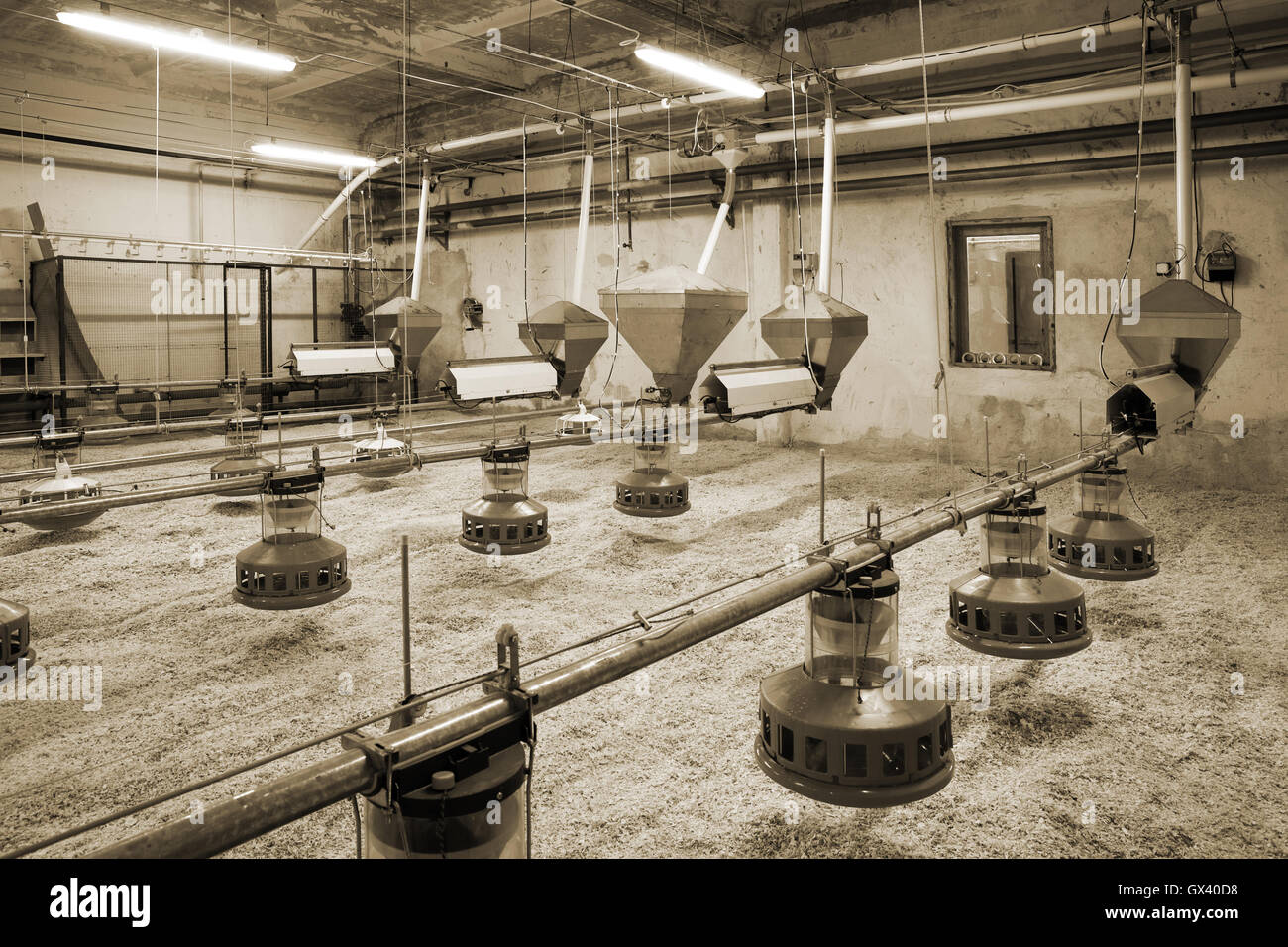 The modern and new automated integrated poultry farm Stock Photo - Alamy