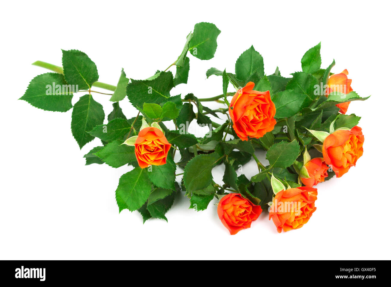 Rose branch as a symbol of love hi-res stock photography and images - Alamy