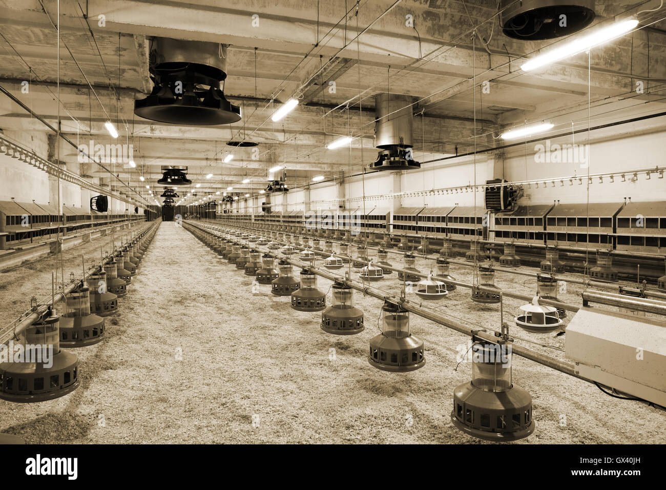 The modern and new automated integrated poultry farm Stock Photo - Alamy