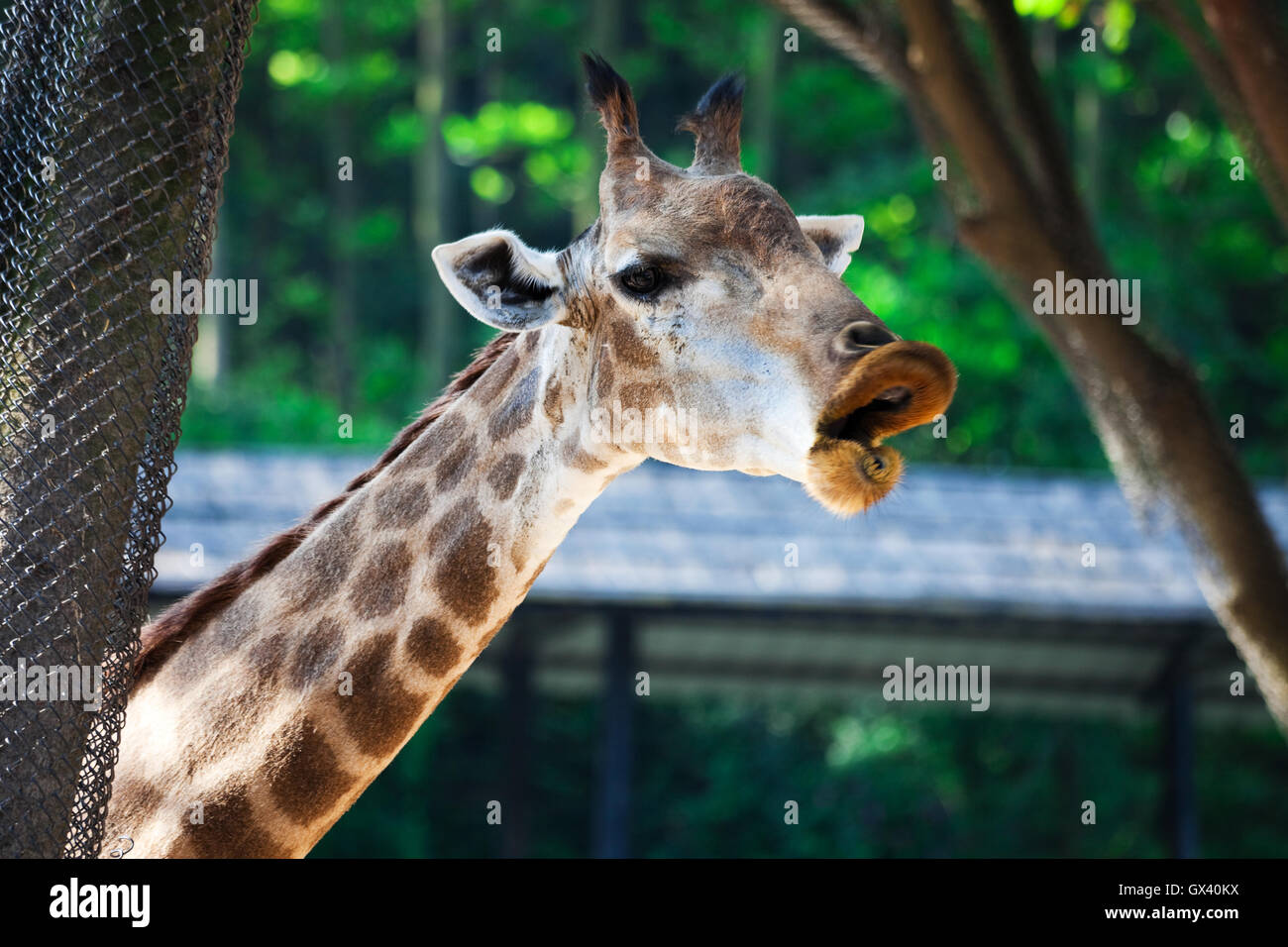 Smiling giraffe hi-res stock photography and images - Alamy