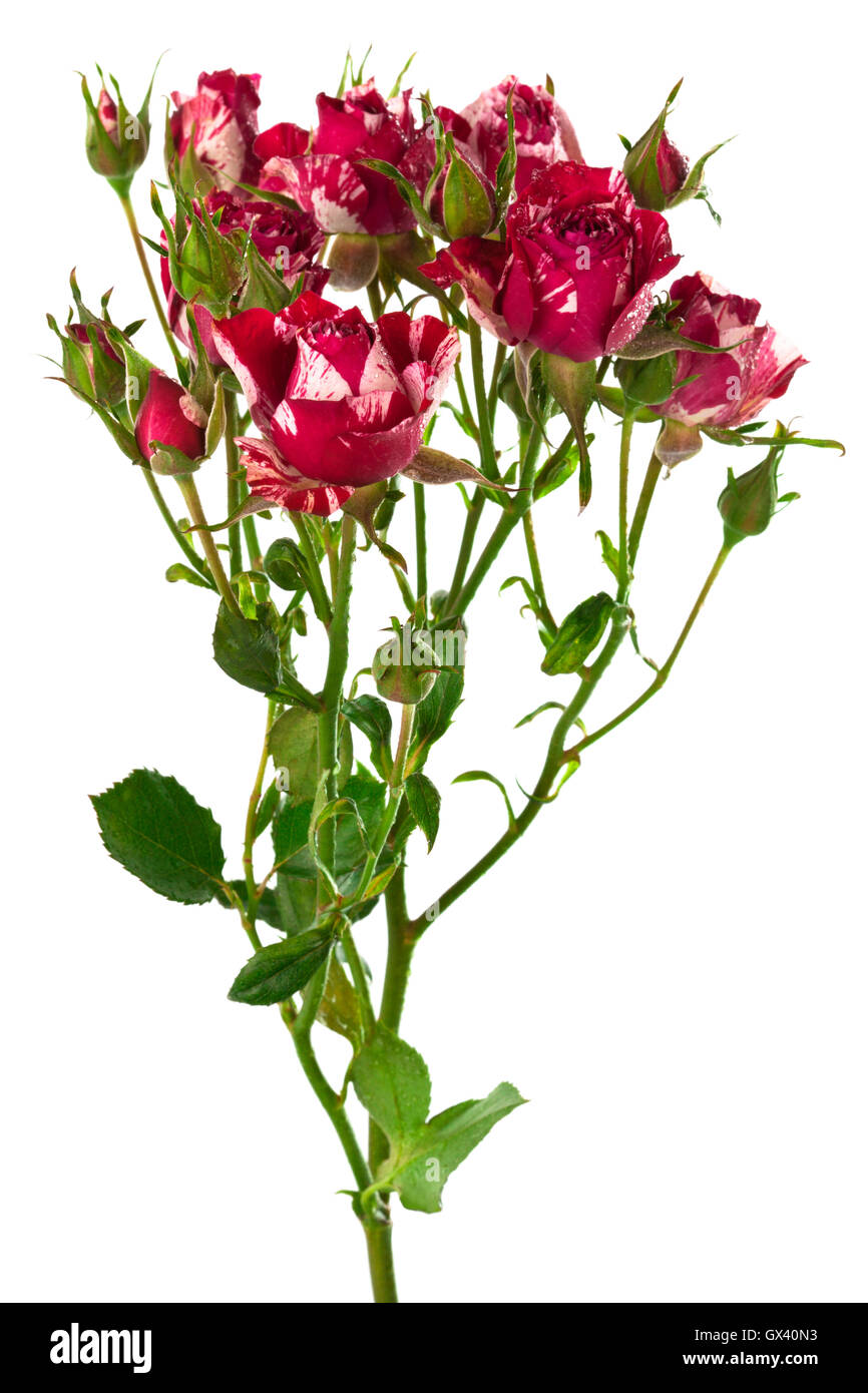 beautiful branch of roses on a white background Stock Photo - Alamy