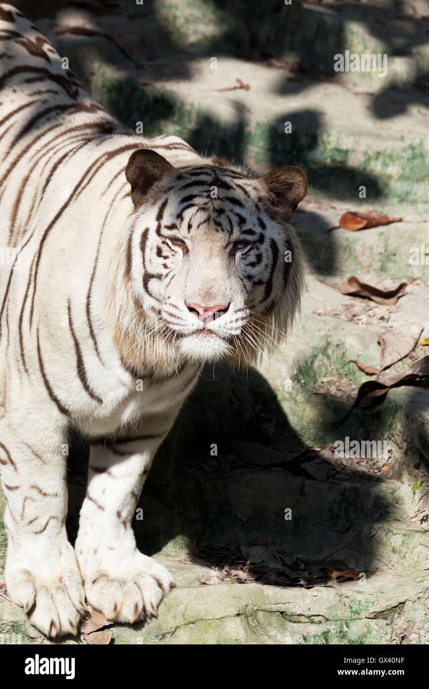 wild white tiger at the zoo Stock Photo - Alamy