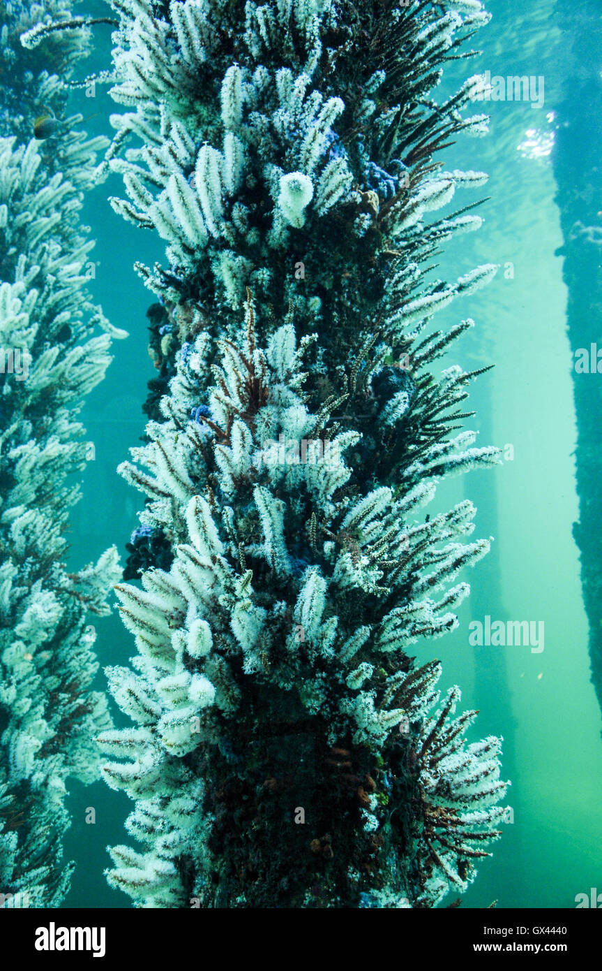 Underwater artificial reef on the supports of the Busselton Jetty in ...