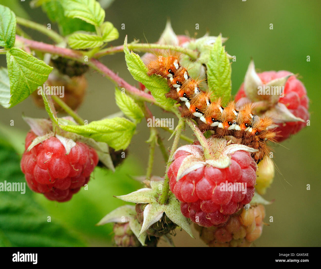 Caterpillar, lava, of Knotgrass (Acronicta rumicis) moth on a ...