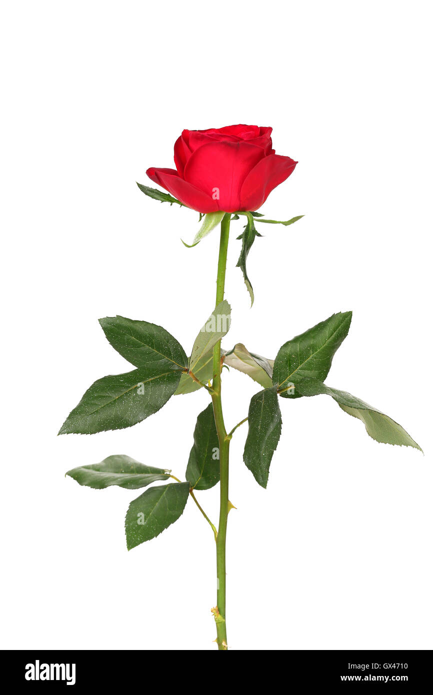 Red rose isolated on white background Stock Photo - Alamy
