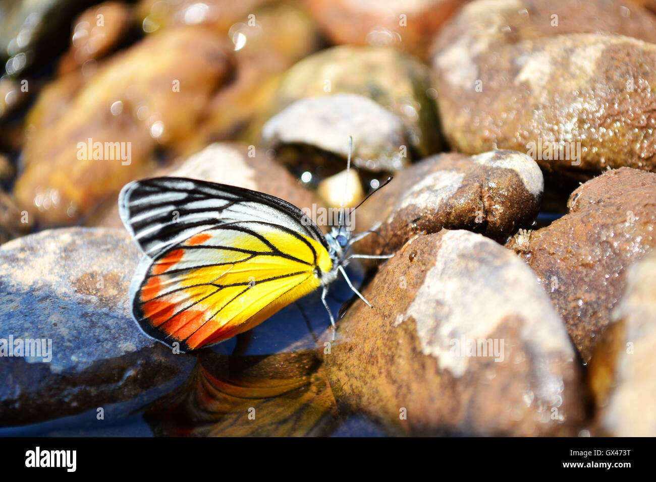 butterfly at the river Stock Photo - Alamy