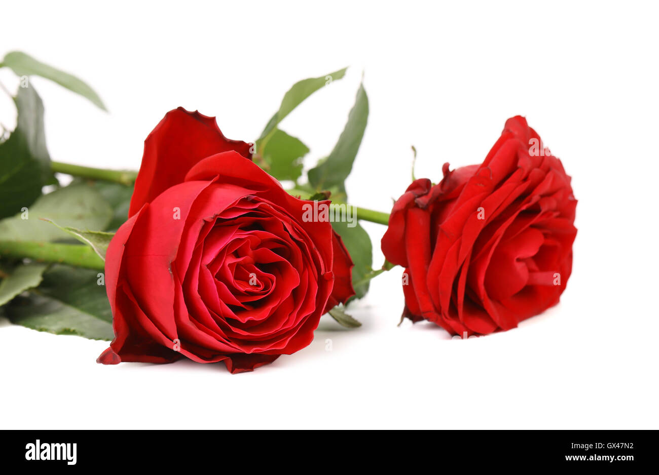 Twob red roses Stock Photo - Alamy