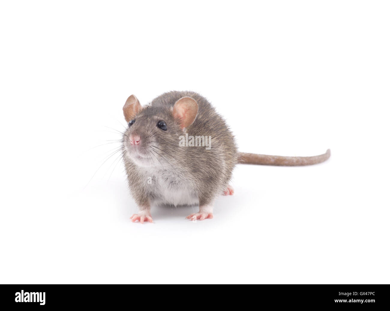 Rat with tail hi-res stock photography and images - Alamy