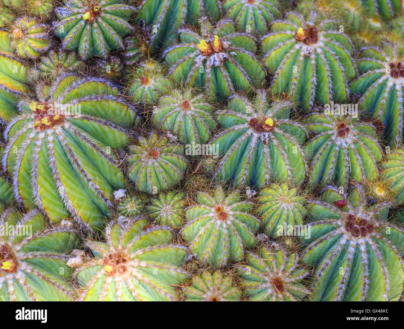 Green cactus hi-res stock photography and images - Alamy