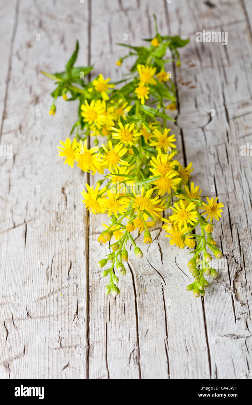 wild yellow flowers Stock Photo - Alamy