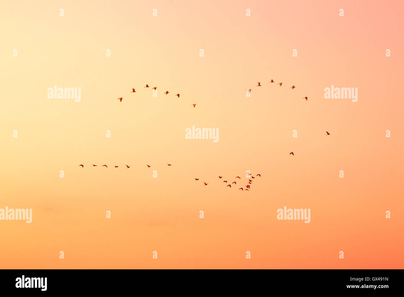 Blue and orange birds hi-res stock photography and images - Alamy