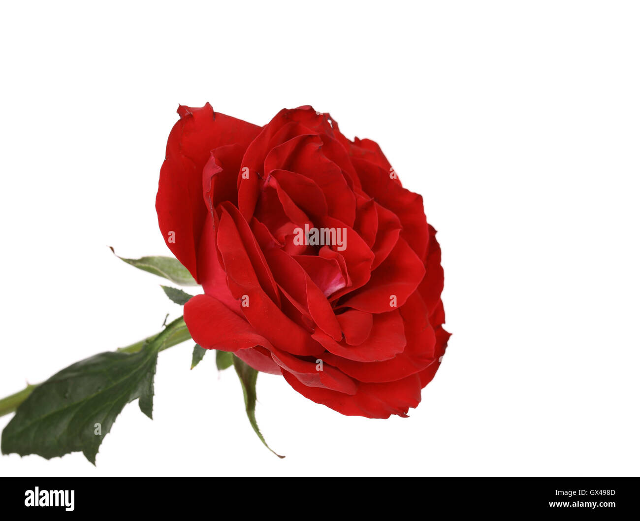 Single beautiful red rose Stock Photo - Alamy
