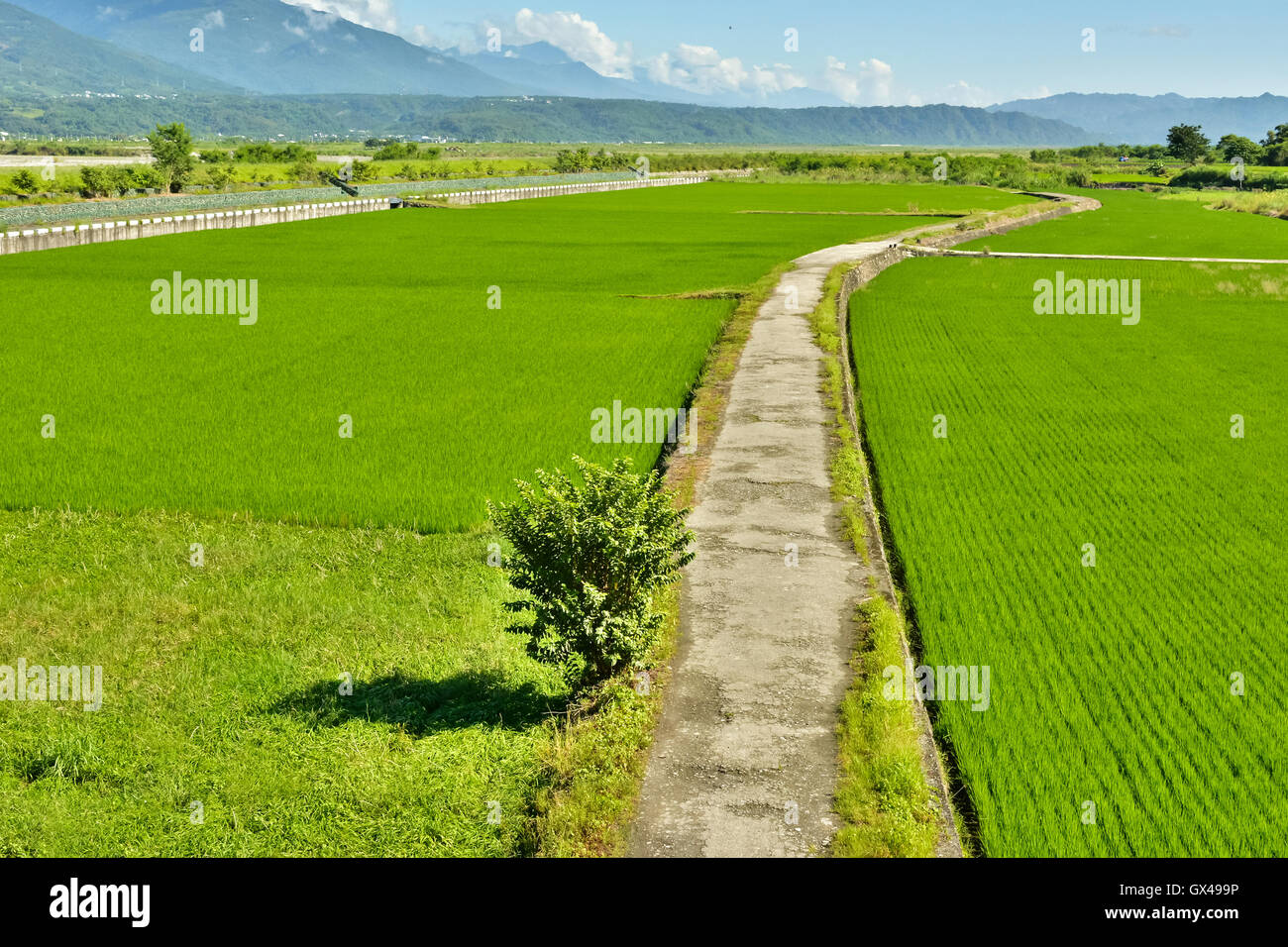Rice farm in country Stock Photo - Alamy