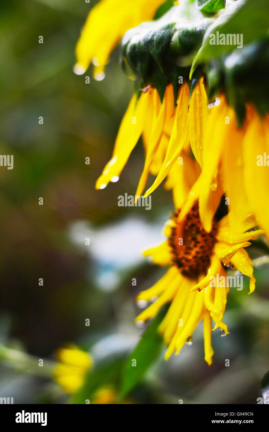 Round sunflower hi-res stock photography and images - Alamy