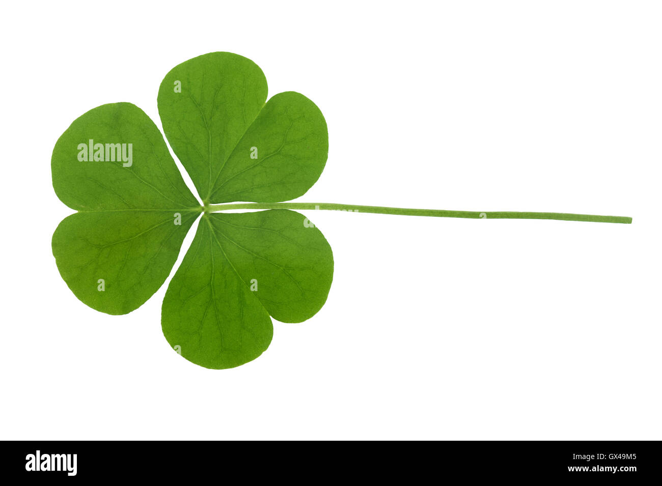 Botany decoration clover botanical Cut Out Stock Images & Pictures - Alamy