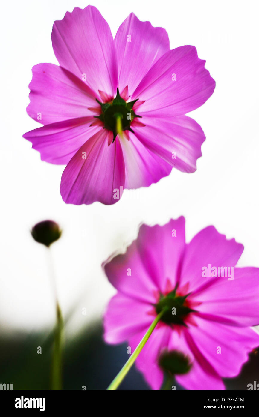 Purple color cosmos hi-res stock photography and images - Alamy
