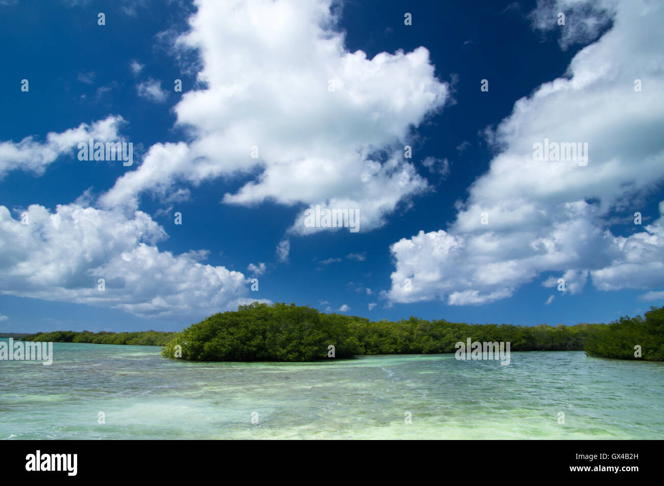 mangrove trees in sea Stock Photo - Alamy