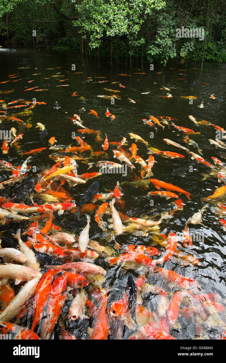 Mouth breeding fish hi-res stock photography and images - Alamy