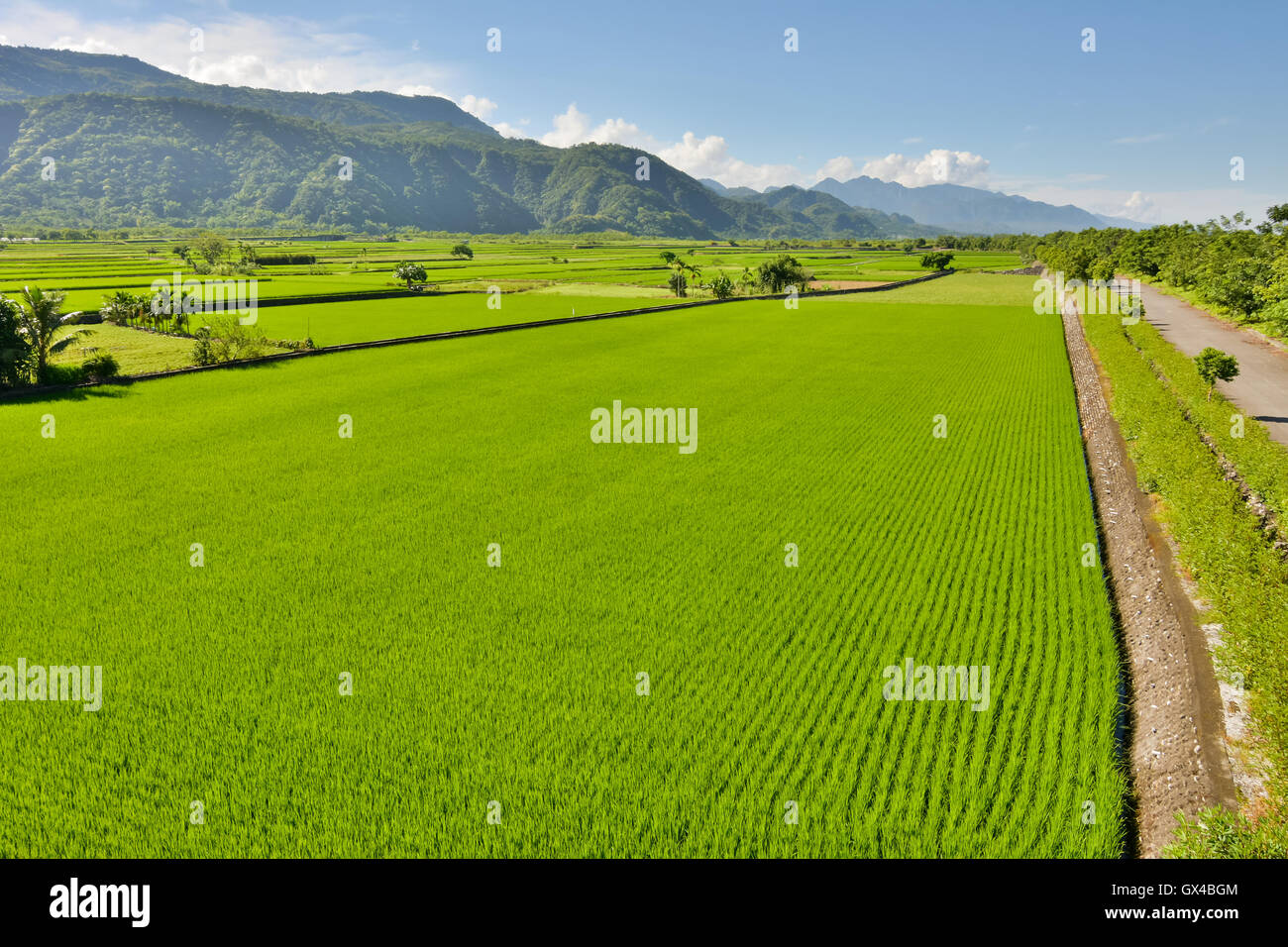 Rice farm in country Stock Photo - Alamy