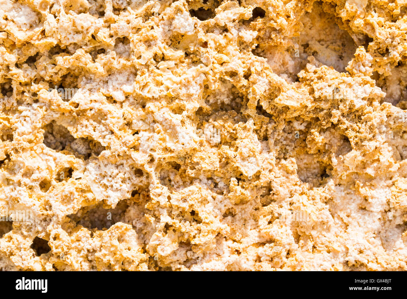 Coquina crimean hi-res stock photography and images - Alamy