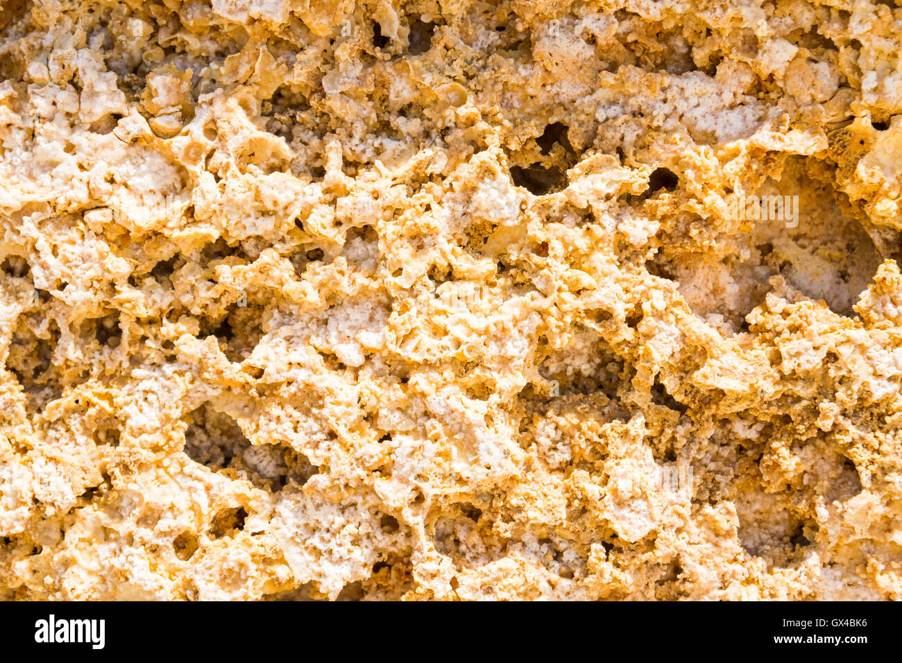 Coquina crimean hi-res stock photography and images - Alamy