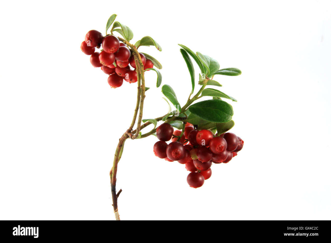 Cranberry branch hi-res stock photography and images - Alamy